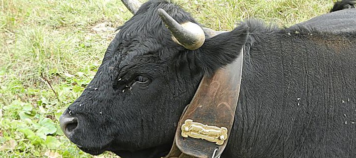 Mucca pazza. Cosa cambia nei controlli dopo il nuovo caso in Francia