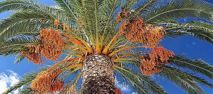 Palma da dattero nominata Patrimonio Unesco - Universofood
